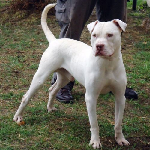 Pitbull&Amstaff Rescue Italia: BRUCE - PIT ALBINO DA TOGLIERE IL FIATO ...