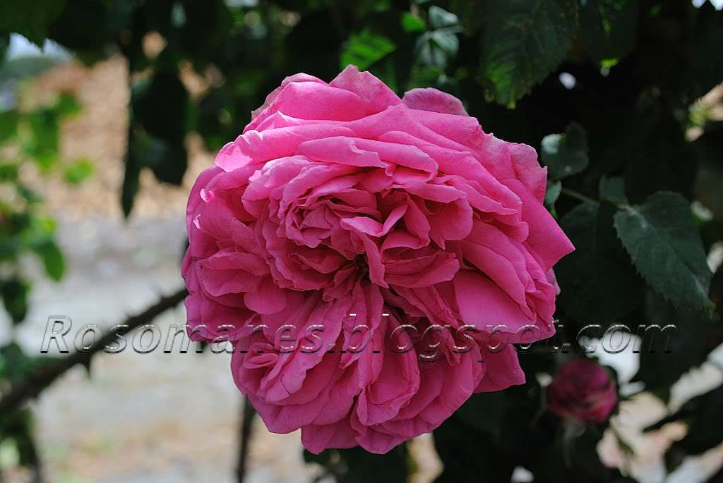 A Rose is a Rose...: Bourbons at the Heritage - part 2