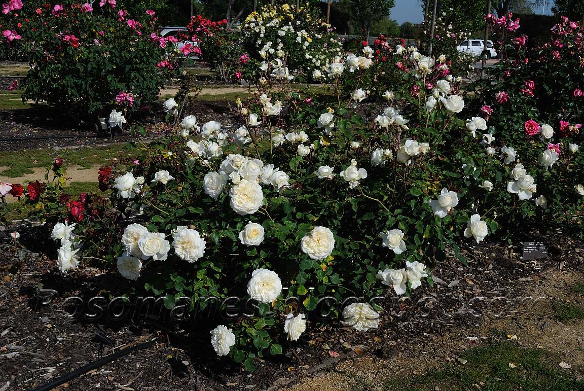 A Rose is a Rose...: Snowbird