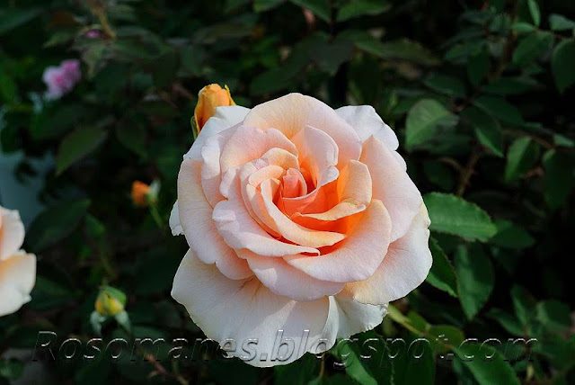 A Rose is a Rose...: Just Joey (I think)