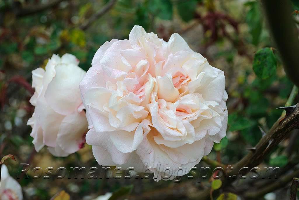 A Rose is a Rose...: The Beautiful Elegant Teas