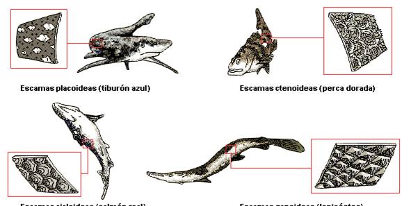 La asombrosa anatomía de los peces | Naturaleza asombrosa, maravillas ...