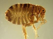 La increíble pulga | Naturaleza asombrosa, maravillas naturales