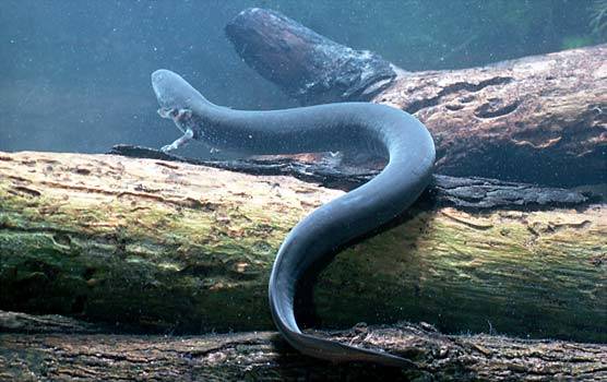 Los asombrosos y maravillosos Anfibios | Naturaleza asombrosa ...