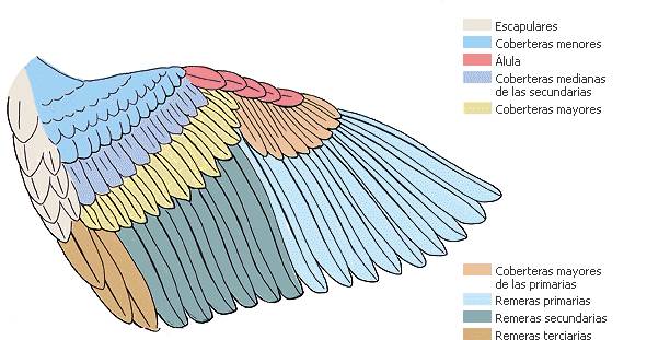 Las asombrosas características de las aves | Naturaleza asombrosa ...