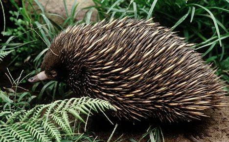 Los asombrosos Monotremas, mamíferos que ponen huevos | Naturaleza ...