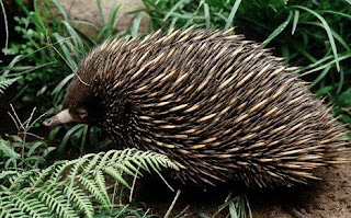 Los asombrosos Monotremas, mamíferos que ponen huevos | Naturaleza ...