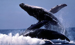 Cetáceos | Naturaleza asombrosa, maravillas naturales