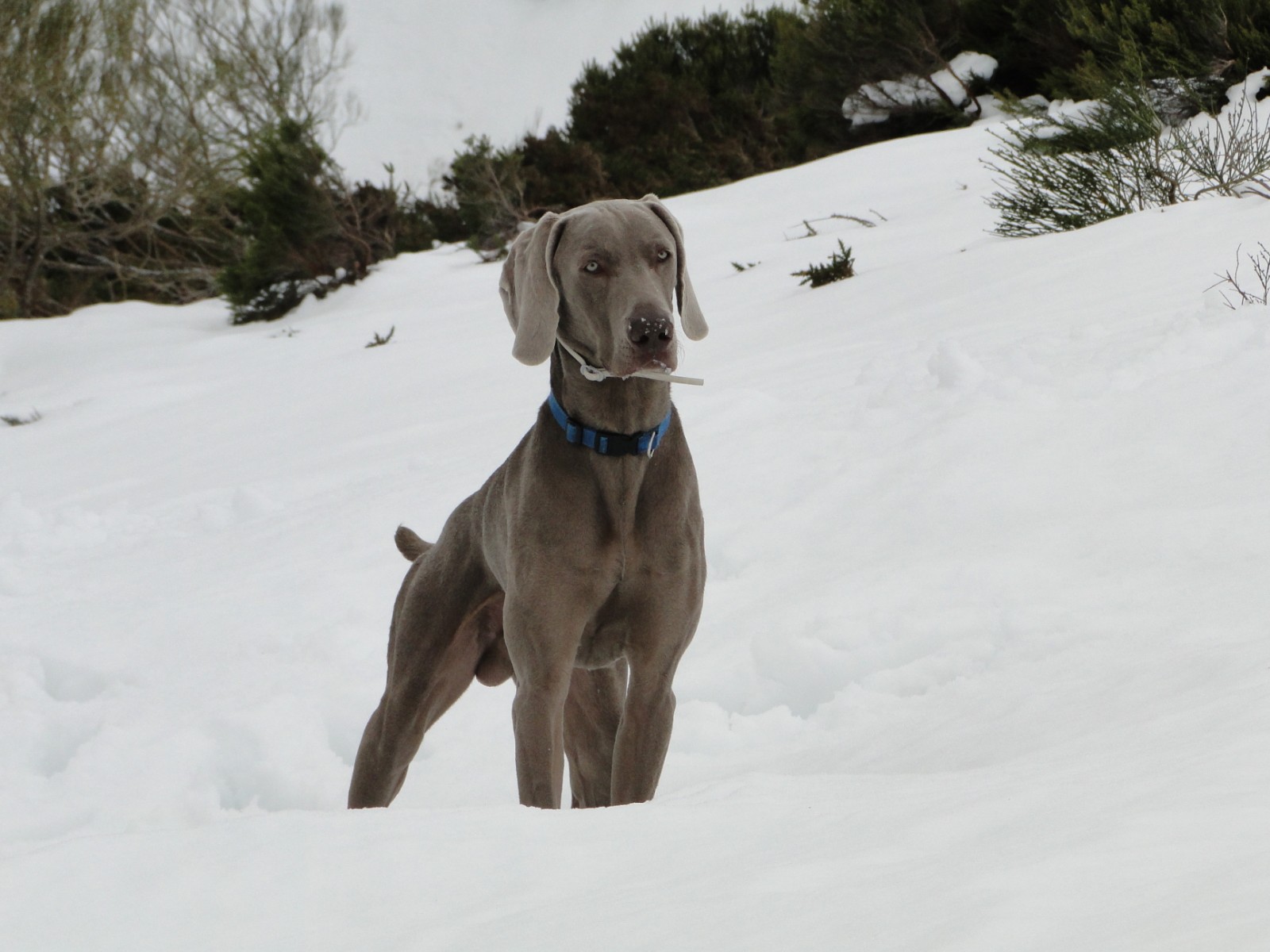 Un weimaraner en casa