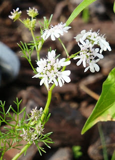 Horta Biologica