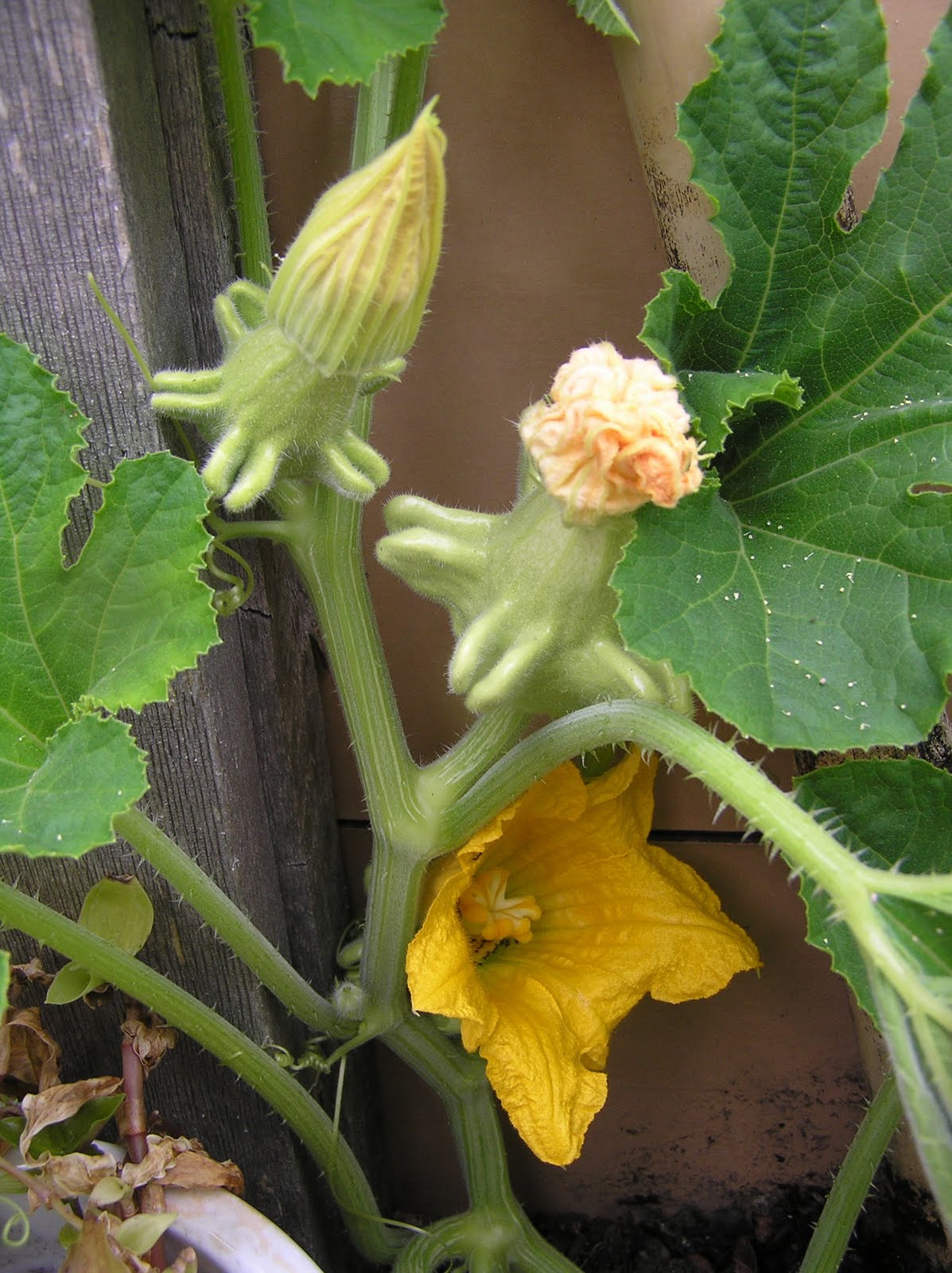sourdough monkey wrangler: finger squash