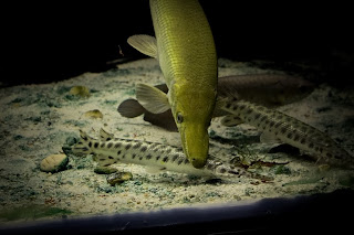 Feesh and Feesh: Fish In Today: Manfari/ Cuban Gar