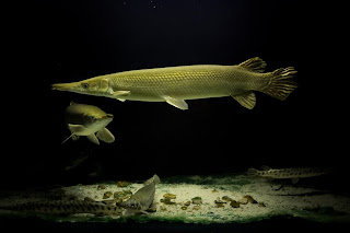 Feesh and Feesh: Fish In Today: Manfari/ Cuban Gar