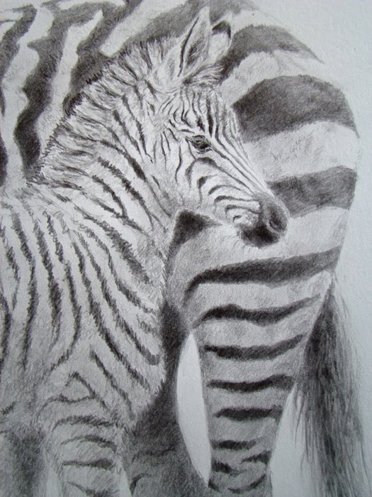 Zany Zebras: Graphite Drawing, Baby and Three-Quarters Zebra