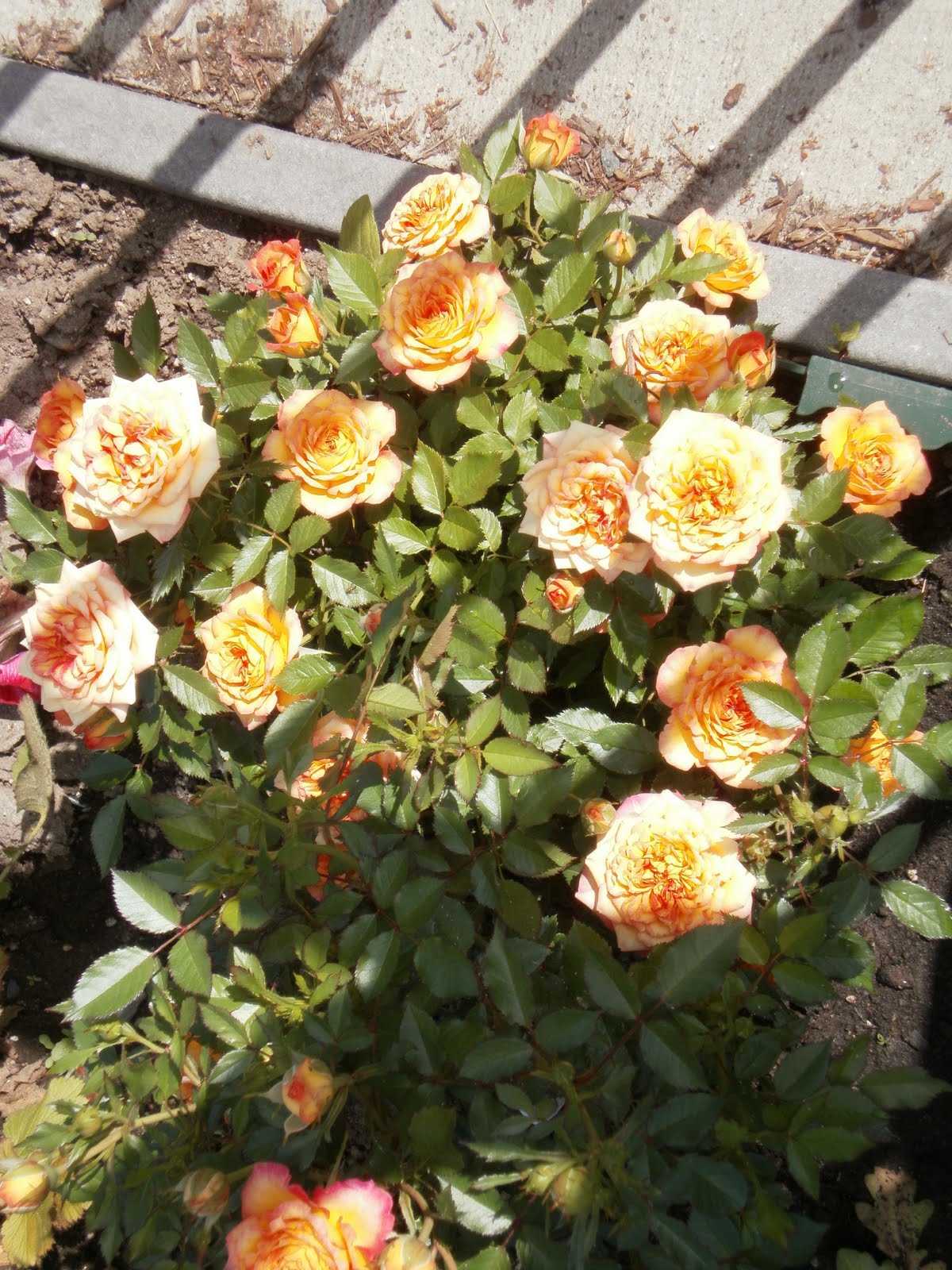 Lees Little Garden: Mini Rose Bushes-Love Em!