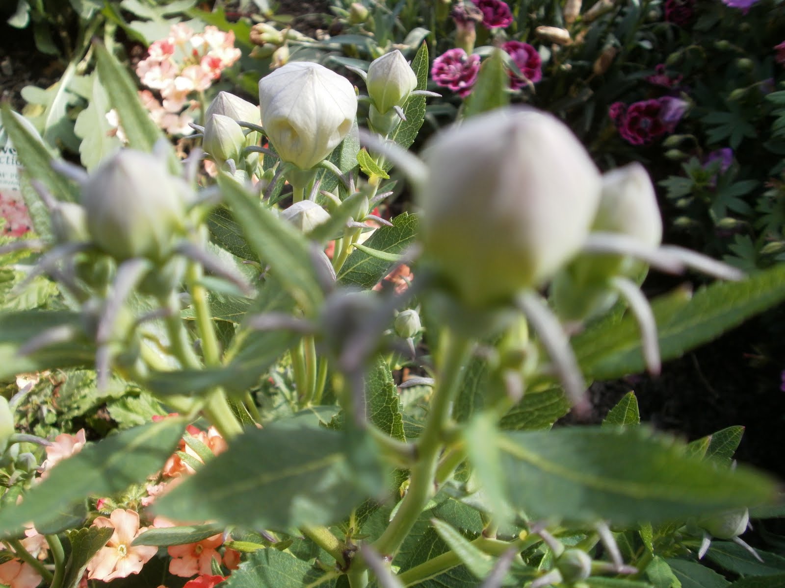 Lees Little Garden: Balloon Flower Buds, Platycodon grandiflorus