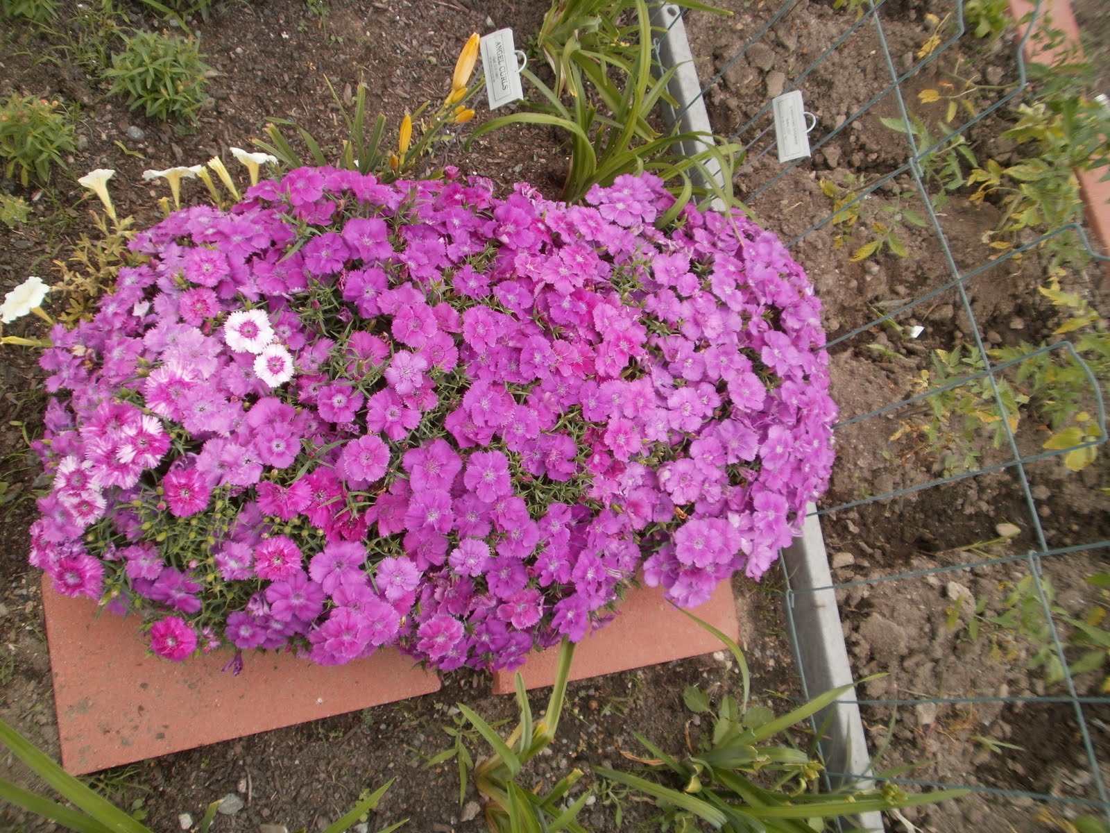 Lees Little Garden: Dianthus Diana Blueberry