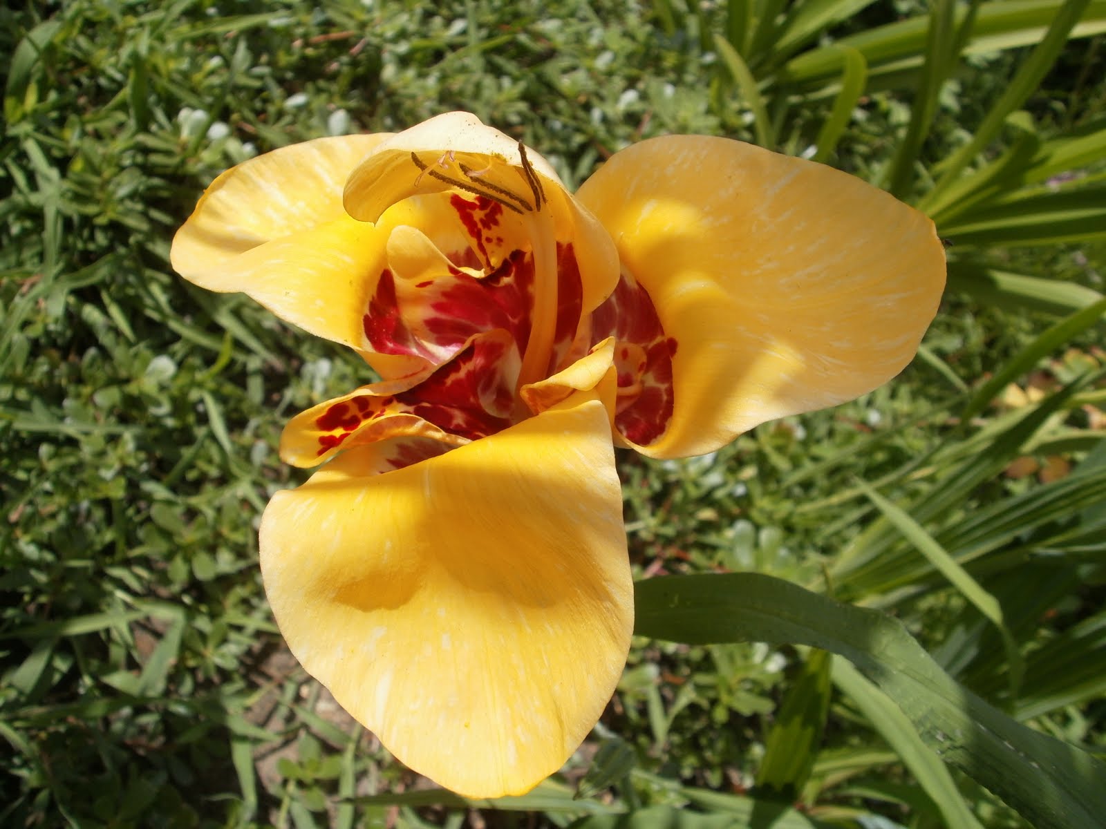 Lees Little Garden: Tigridia flowers