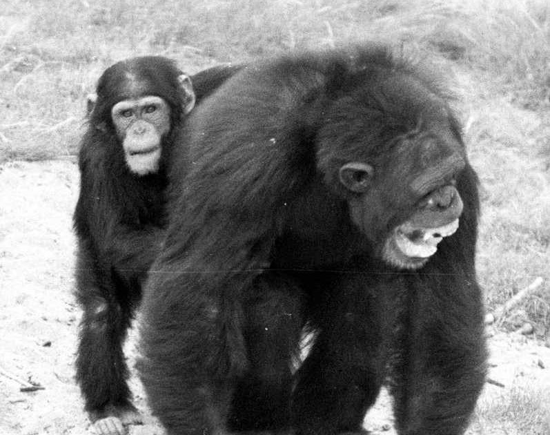 Bonobo Handshake: more on chimp attack