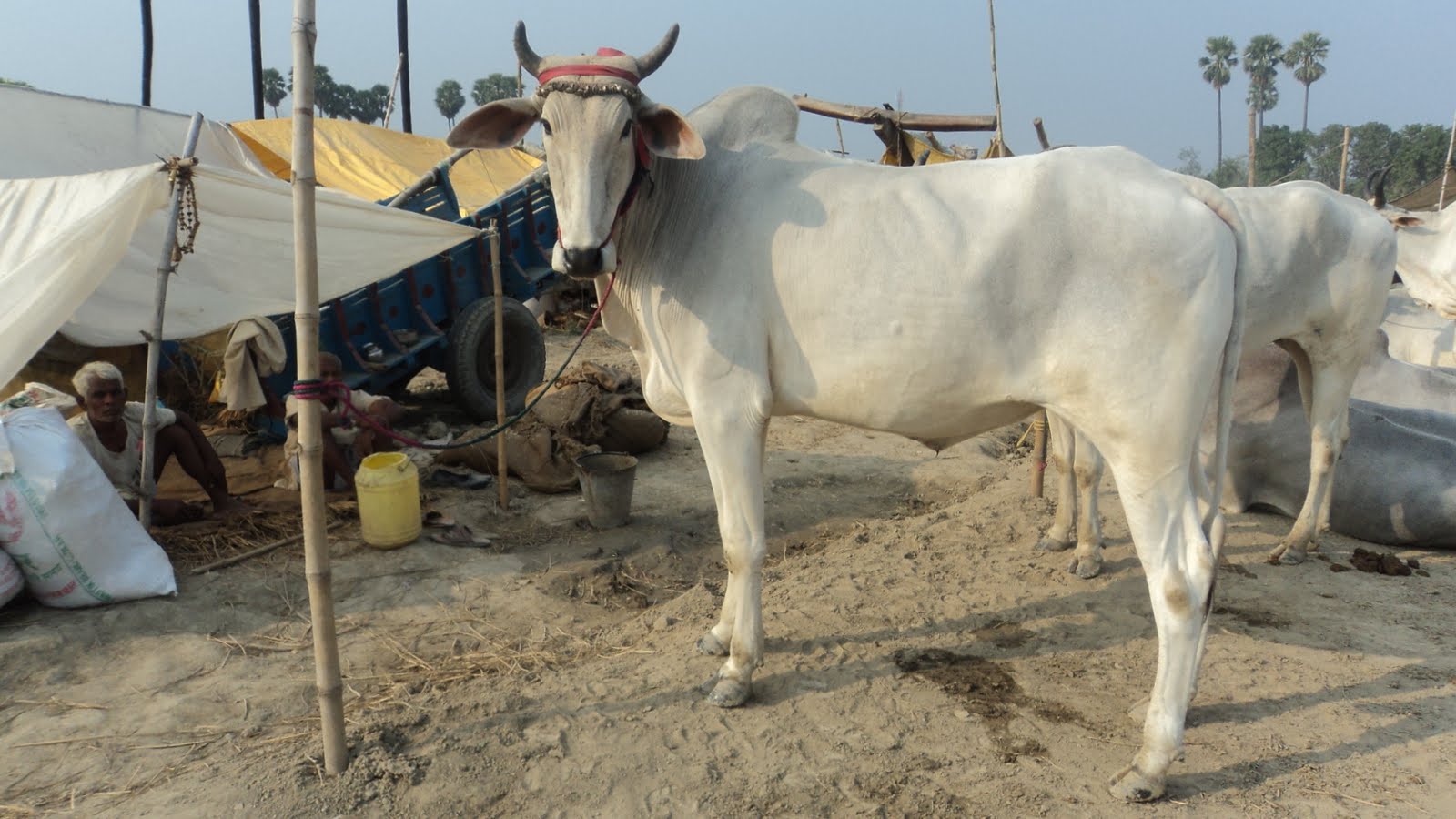 SONEPUR MELA; The largest animal Fair of ASIA