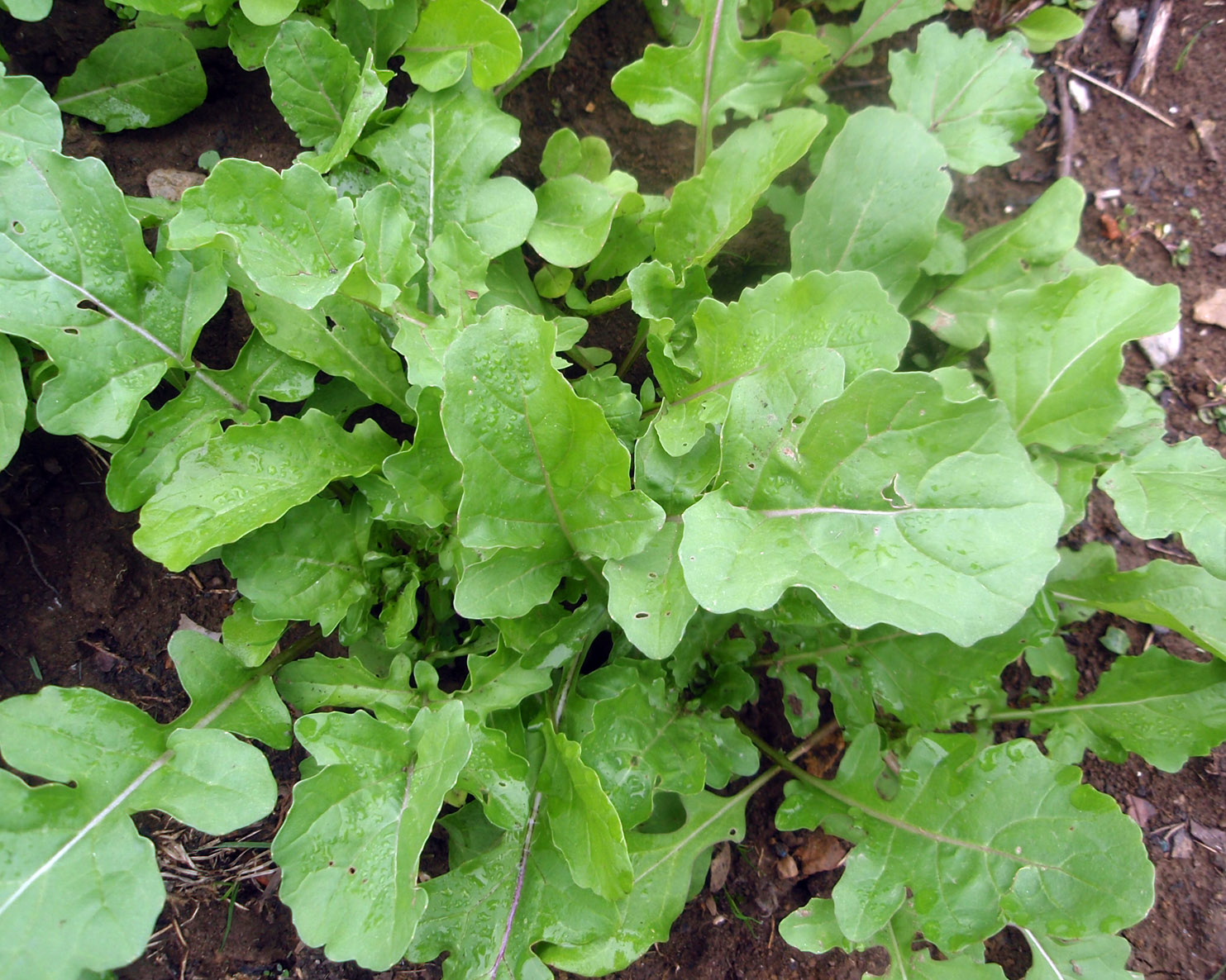 LA RÚCULA (Eruca Sativa)