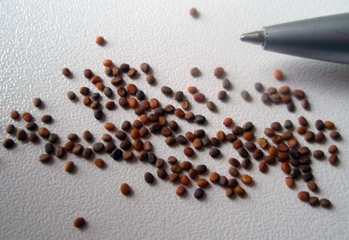 LA RÚCULA (Eruca Sativa)