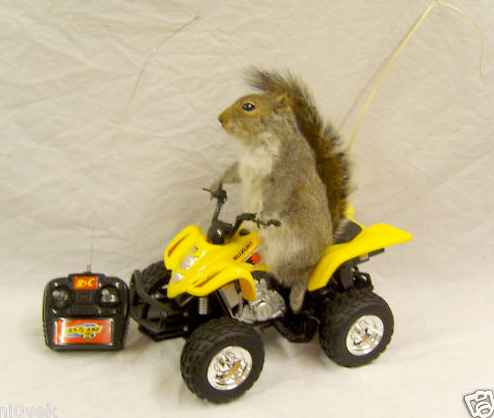 eBay Awesomeness: That's Just Nuts! Wild Grey Stuffed Squirrel on a ...