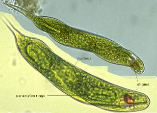 โปรตีสตา: ไฟลัมยูกลีโนไฟตา ( Phylum Euglenophyta )