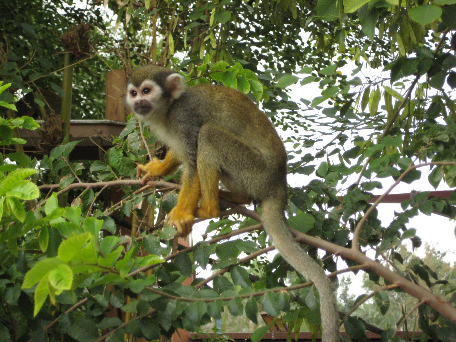 precious lil things: welcome to the (common squirrel) monkey house