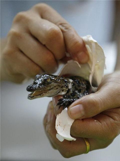 2 Bored For FUN: Cute Baby Crocodile Pictures