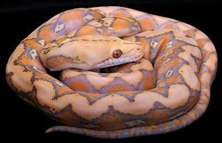 REPTILE LOVER: RETIC CARESHEETS