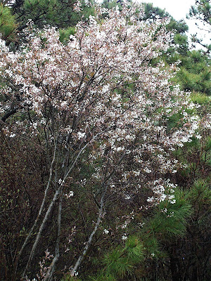 the gardens - nantucket