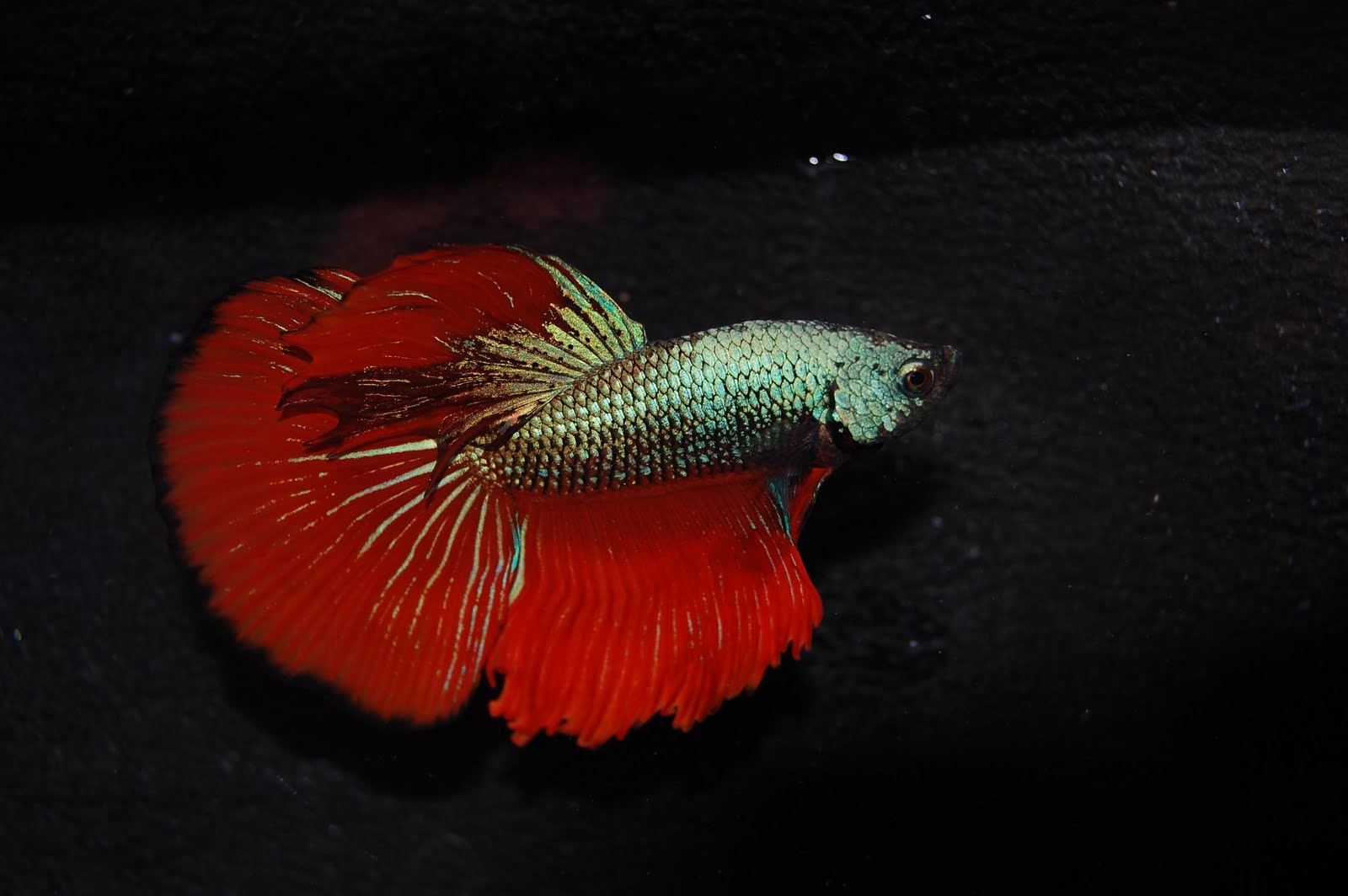 PIER AQUATICS NEW ARRIVALS: Betta splendens "Show"