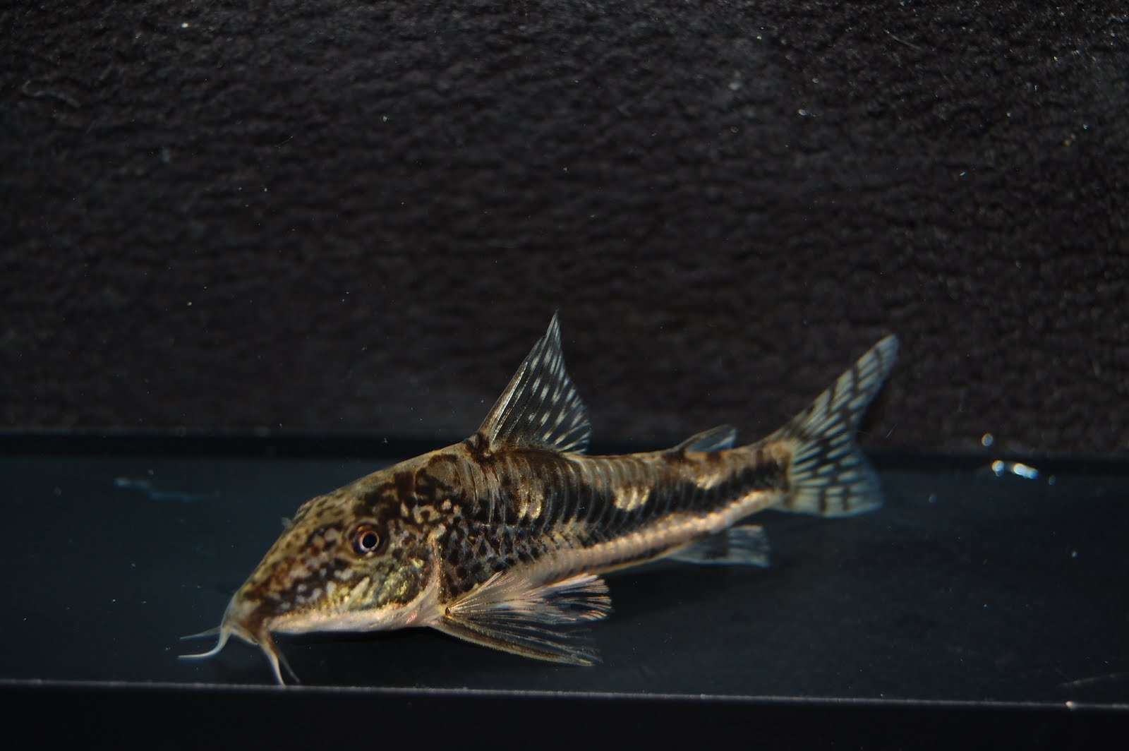 کوری ریش دار / Bearded Cory / Scleromystax barbatus