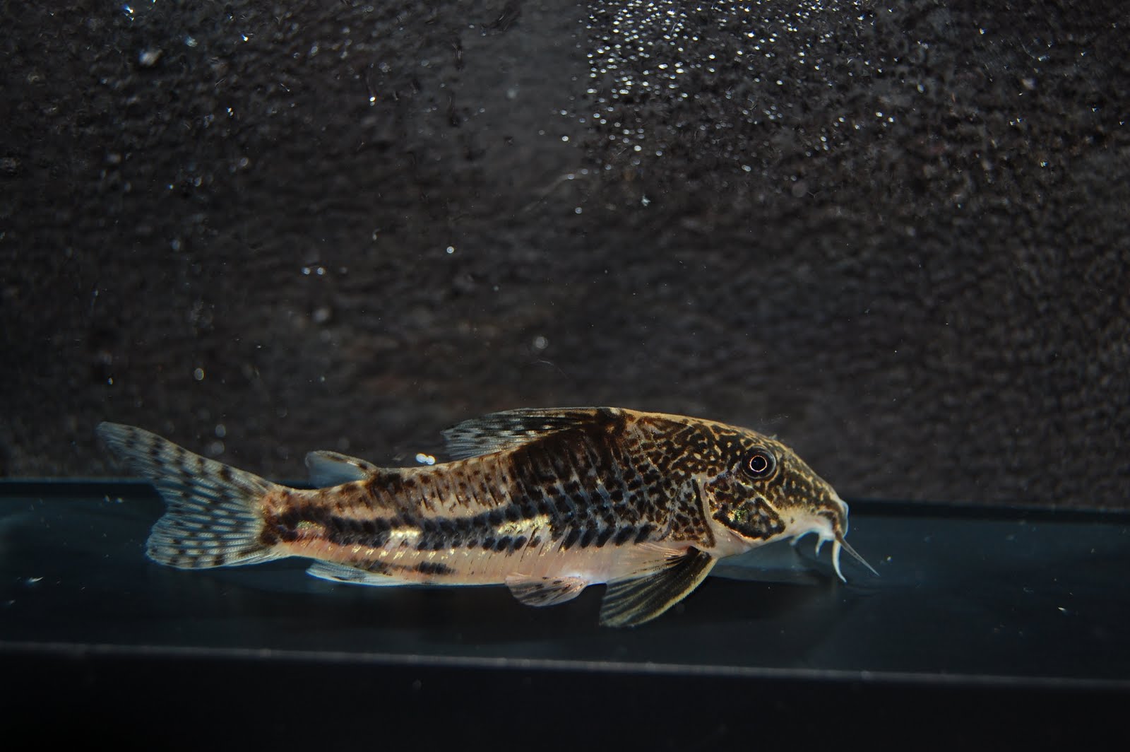 کوری ریش دار / Bearded Cory / Scleromystax barbatus