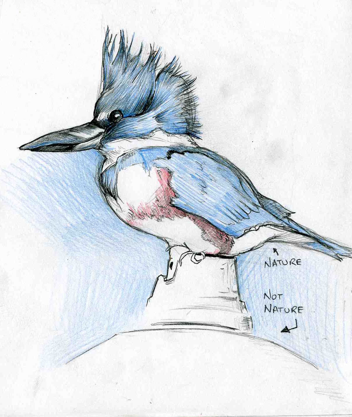 Art of Chris Neuenschwander: Bird Sketches