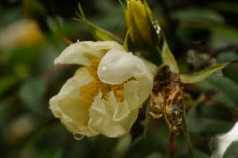 Wild Share: Abyssinian Rose 07/03/10