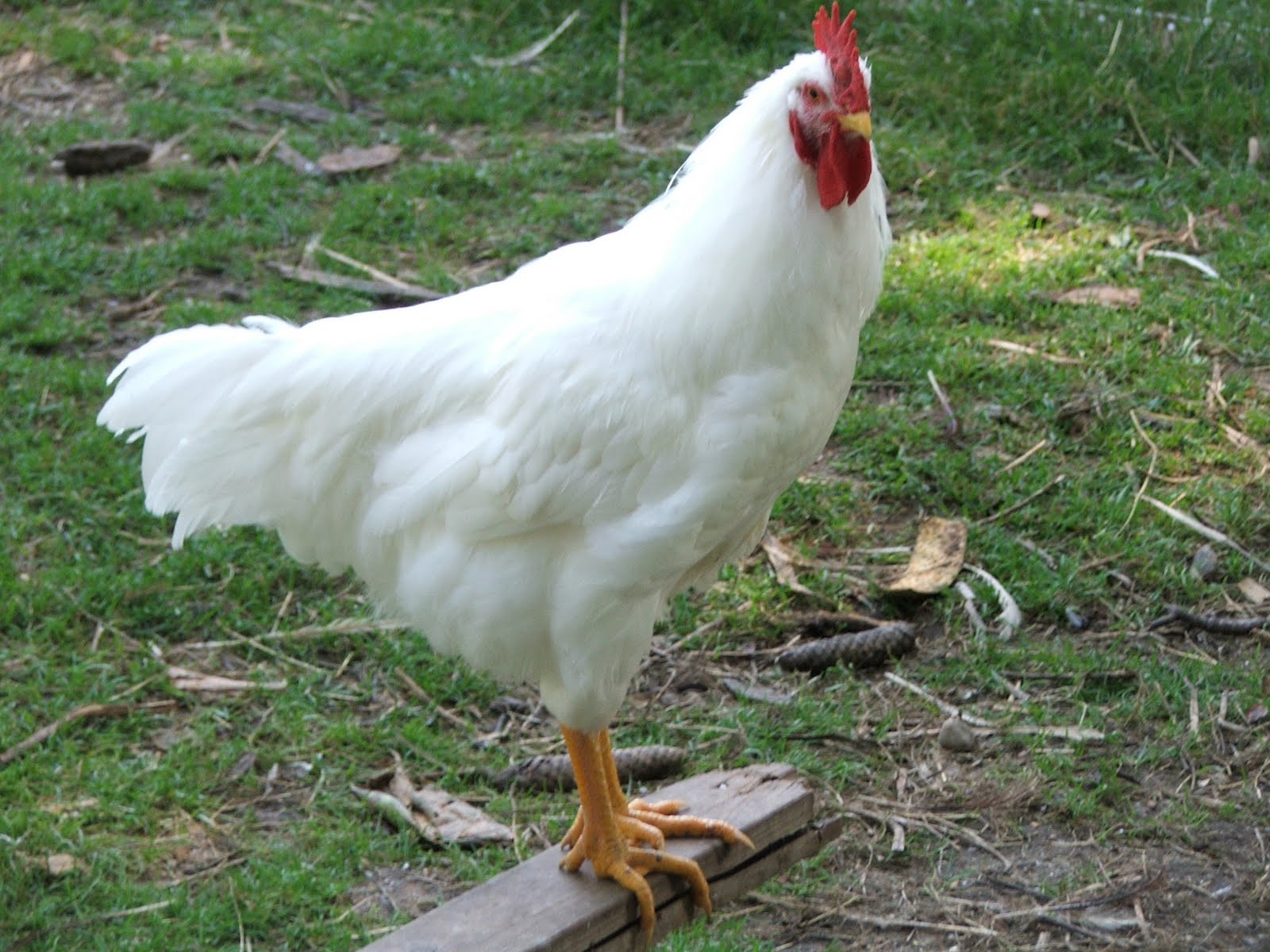 My Chickens: 16 Weeks Old