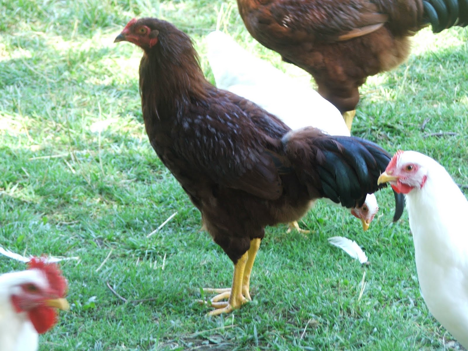 My Chickens: 16 Weeks Old