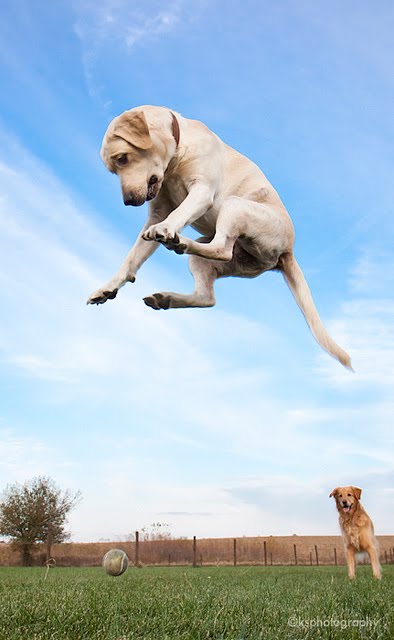 abapsupal: Perros voladores
