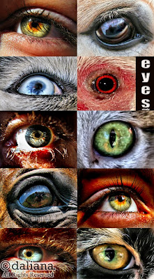 Photographis: Unsmiling Eyes - Study