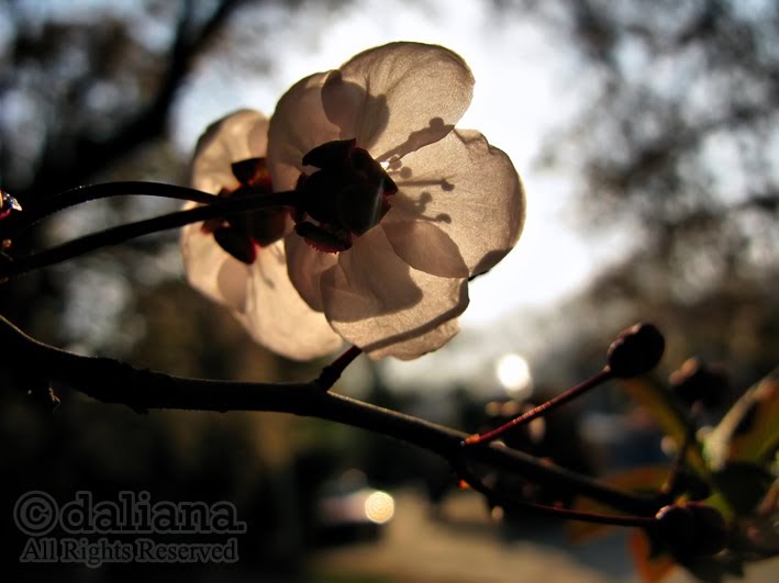 Photographis: Flower Power - Spring series