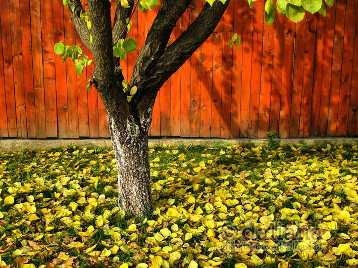 Photographis: Forever Autumn - Photography