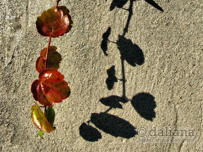 Photographis: Autumn - Colors of A Shade