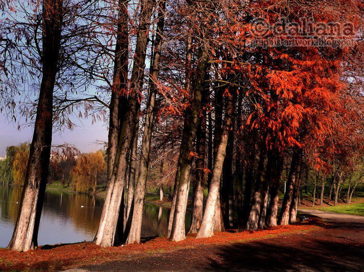 Photographis: Autumn - Colors of A Shade