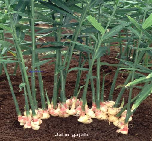MEMBUDIDAYAKAN TANAMAN JAHE | Tips Petani