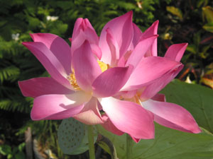 21+ Contoh Bunga Teratai yang Banyak Dicari - Informasi Seputar Tanaman ...