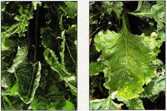 elementosenlacomida: ALIMENTOS CON BORO