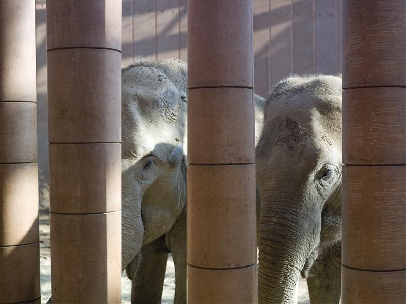 ARQUITECTURA ESPECTACULAR: THE ELEPHANT HOUSE