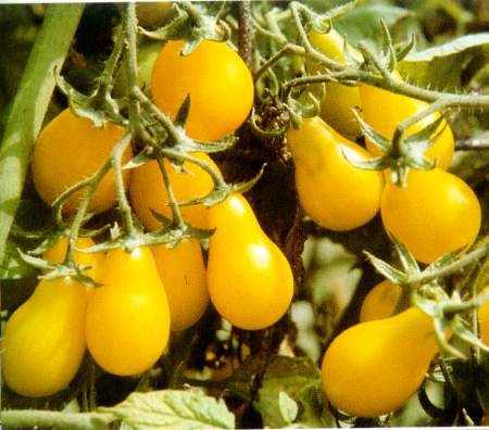 Blue Ribbon Recipes ~ Vine-Ripe Golden Tomato Marmalade ~ Faithfulness Farm